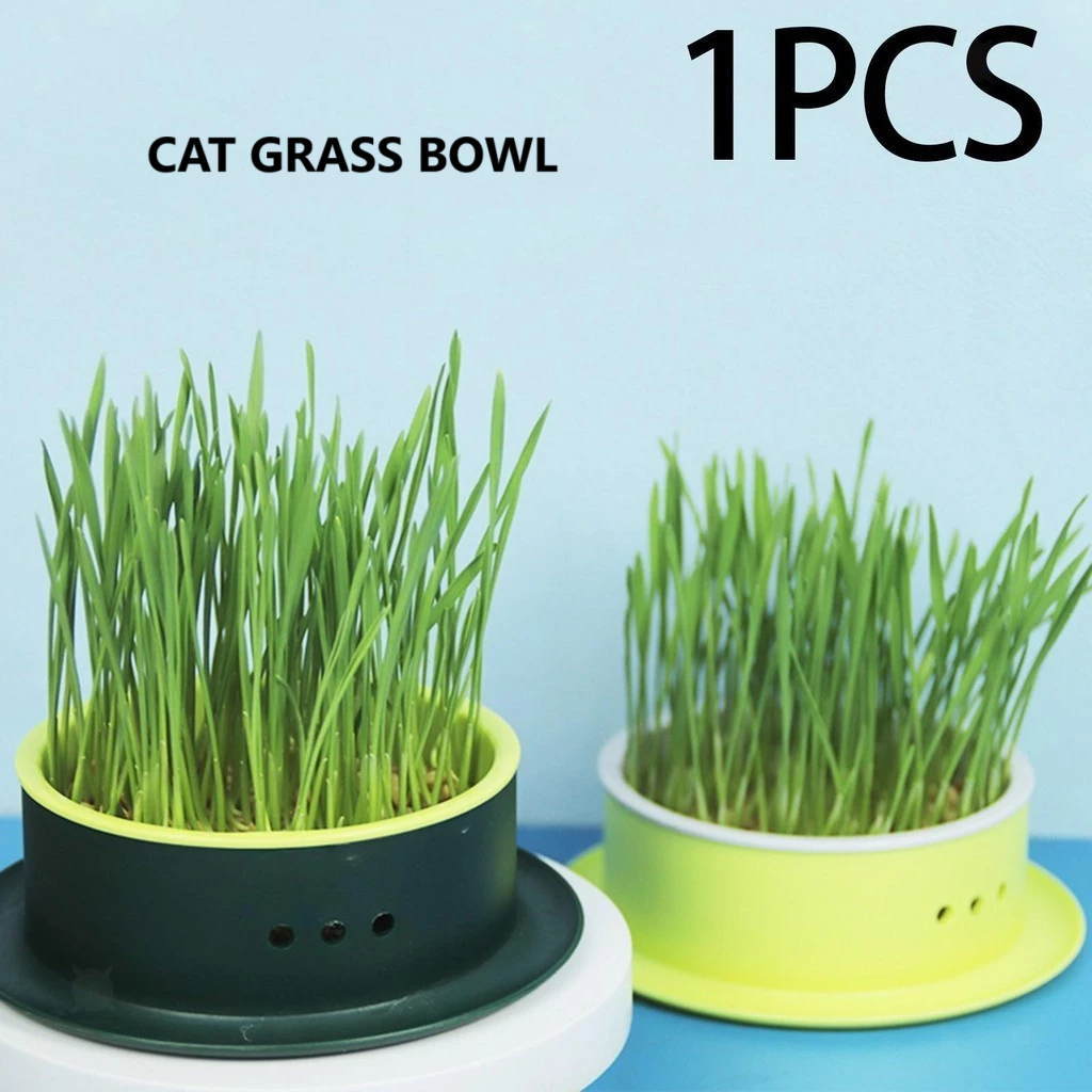 Cat Grass Bowl Rumput Kucing Self Grow DIY Soilless Hydroponics Bekas ...