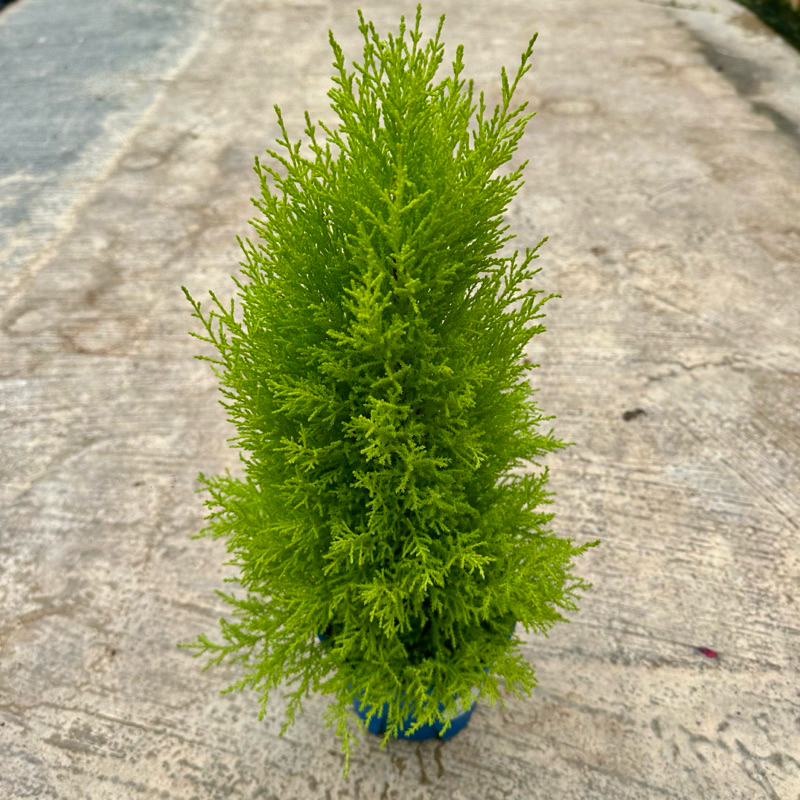 🔥WANGI🔥 LEMON CYPRESS TREE / Gold Crest / Lemon pine / Outdoor / Live ...
