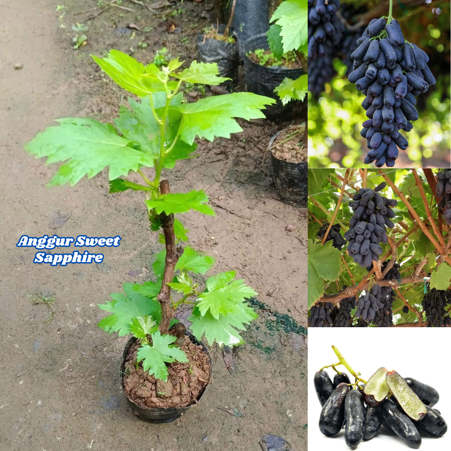 Anak pokok anggur jari tanpa biji sweet sapphire pokok ideal untuk ...
