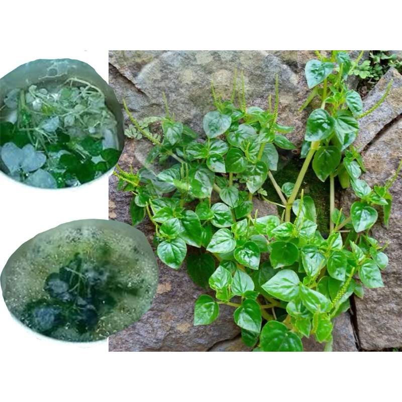 Pokok Sireh Cina / ketumpang air herba / pokok dalam polybag | Shopee ...