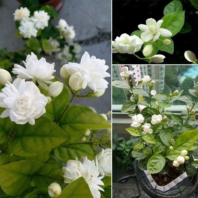 Anak pokok Bunga melur | Shopee Malaysia