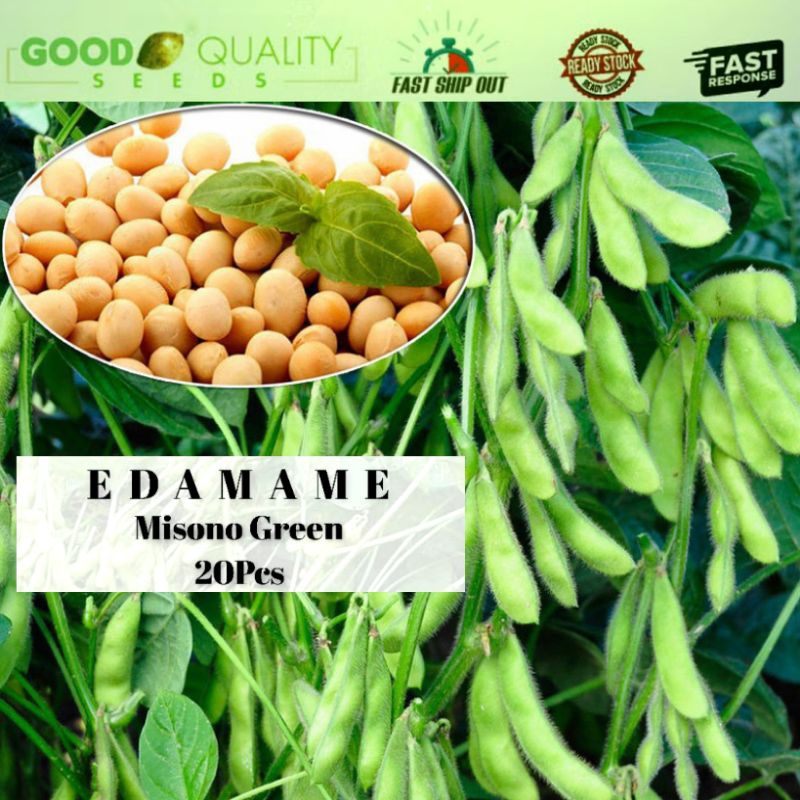 20pcs Japanese Edamame seeds Benih EDAMAME JEPUN | Shopee Malaysia