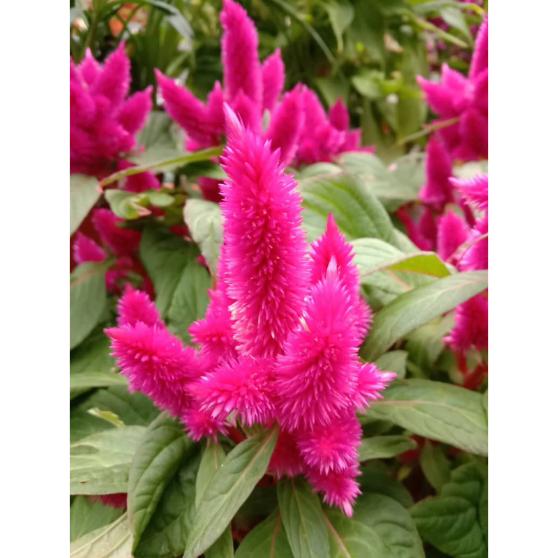 Celosia Cockscomb Celosia Cristata real live outdoor plant 鸡冠花 anak ...