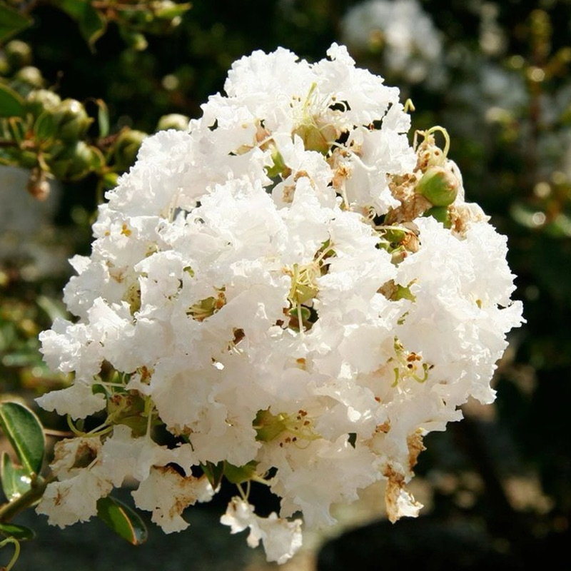 Pokok Bunga Boonga / crape myrtle PUTIH / pokok dalam polybag | Shopee ...