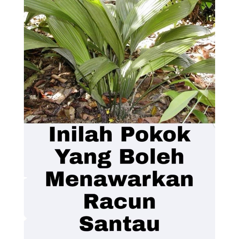Pokok Lemba , pokok herba ( dalam polybag ) | Shopee Malaysia