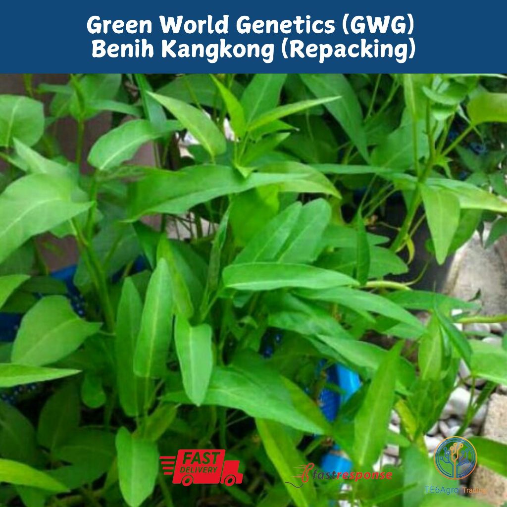 GREEN WORLD GENETICS| BENIH KANGKONG REPACKING 50 GRAM | Shopee Malaysia