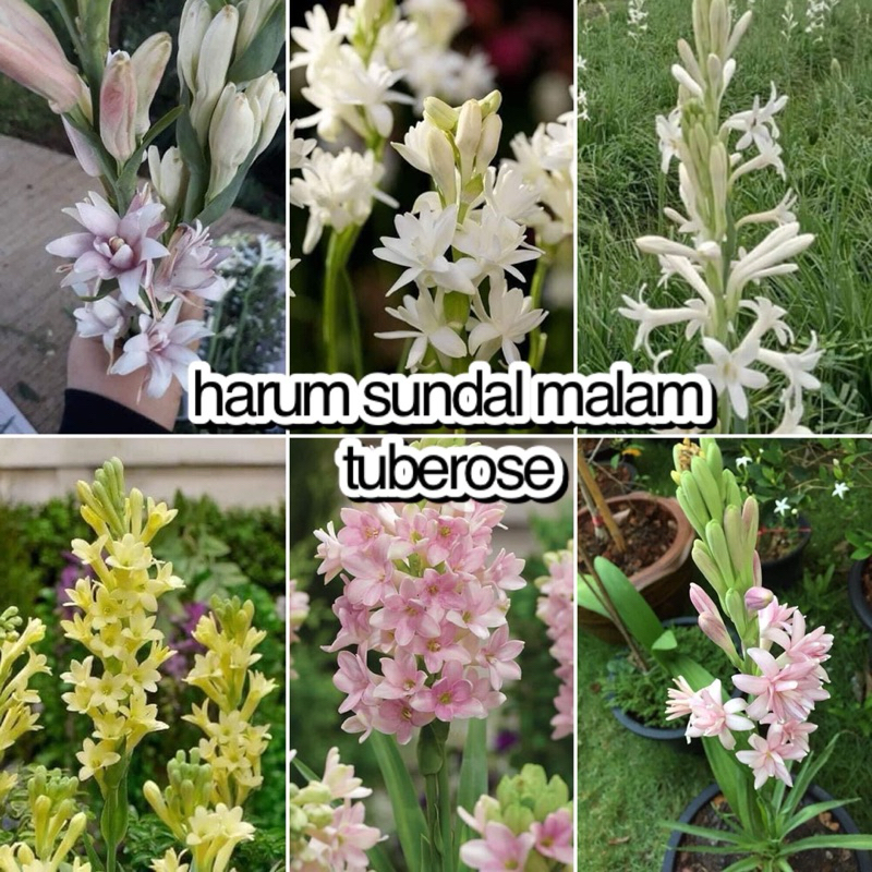 Bulb Tuberose / bawang bunga harum sundal malam | Shopee Malaysia