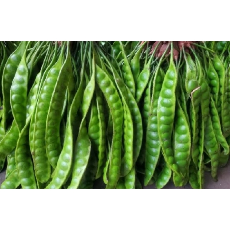 Petai Padi Fresh Biji Fresh Rapat2 | Shopee Malaysia