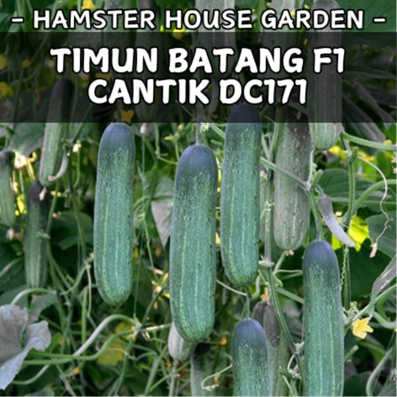HSK [10pc] TIMUN CANTIK DC171 F1 HIBRID CUCUMBER SEED | BIJI BENIH ...