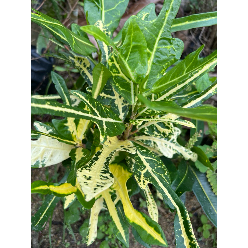 Pokok Puding TAPAK ITIK KUNING-HIJAU / pokok dalam polybag | Shopee ...