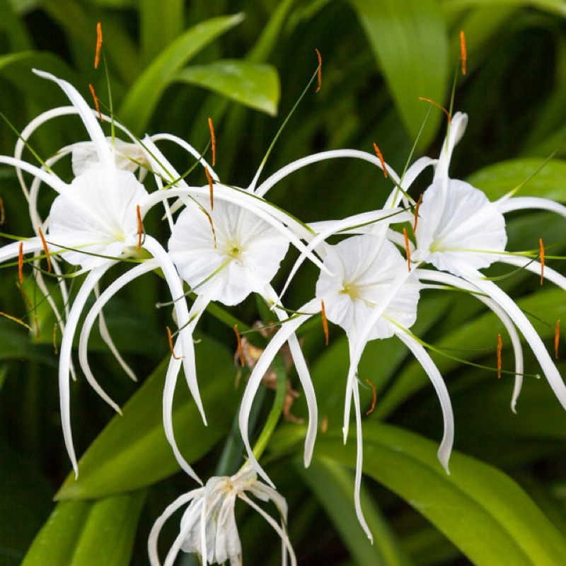 Pokok Spider Lily BAKUNG PUTIH ( bau wangi ) pokok dalam polybag ...