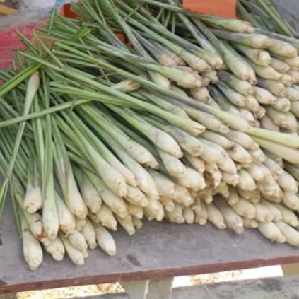 SERAI (LEMONGRASS) Serai Segar Serai Kampung | Shopee Malaysia