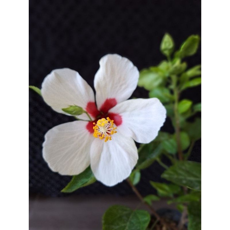 Pokok Bunga Raya / Hibicus / Dekorasi tanaman/ outdoor plant | Shopee ...