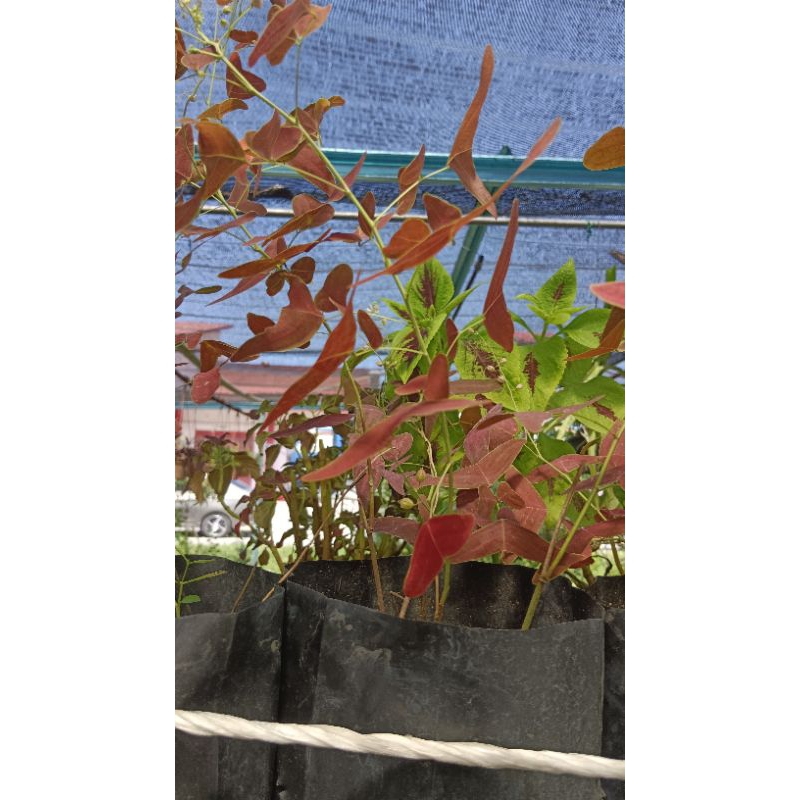 pokok rerama merah dalam polibeg | Shopee Malaysia