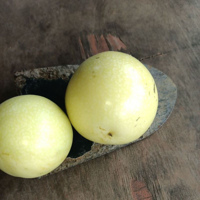 keratan batang pokok markisa kuning | Shopee Malaysia