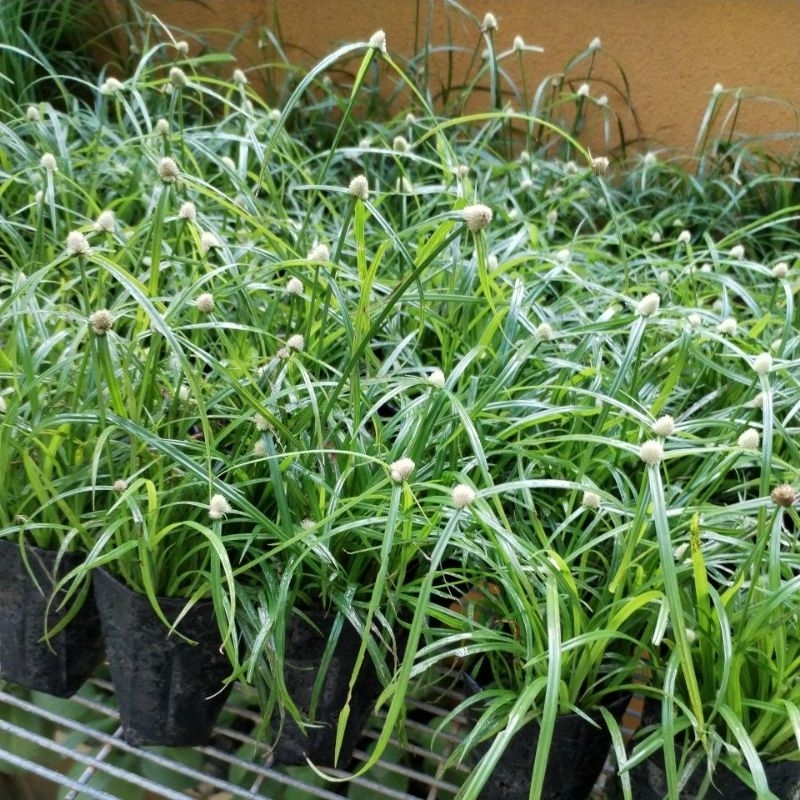 RUMPUT KUCING HELIKOPTER / PENDUL | Shopee Malaysia