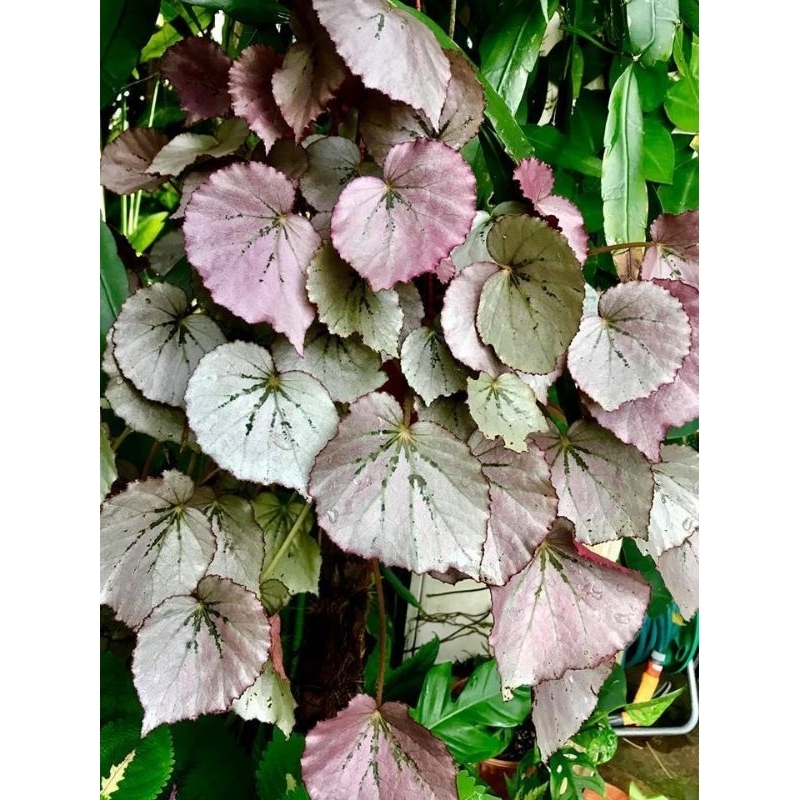 Begonia Martin Mystery Asam Batu Collection plant | Shopee Malaysia