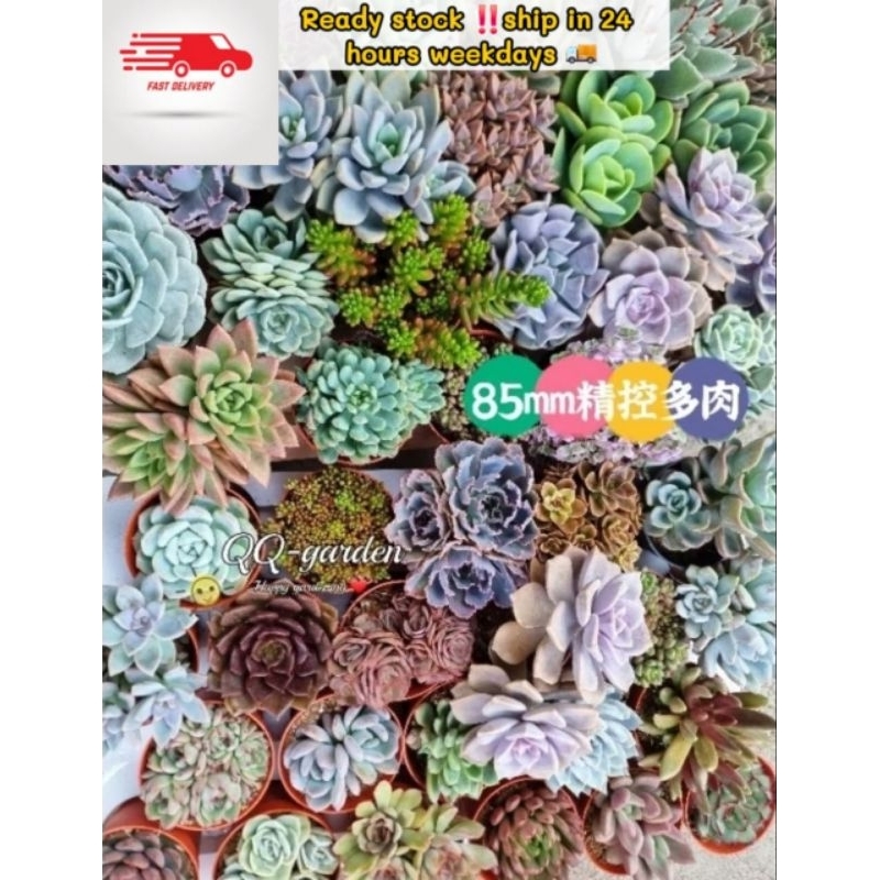 QQ-garden🌷Readystock‼️(85mm)精控多肉(PART 2)very best condition succulent ...