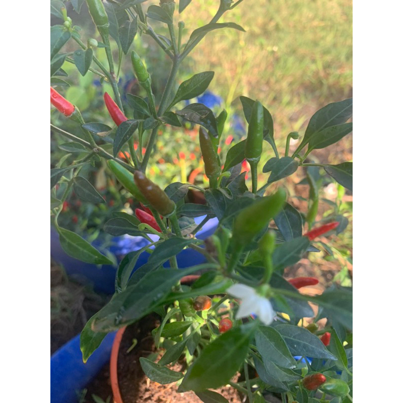 cabai rawit/cabai kampung/cabai siap buah/cili api | Shopee Malaysia