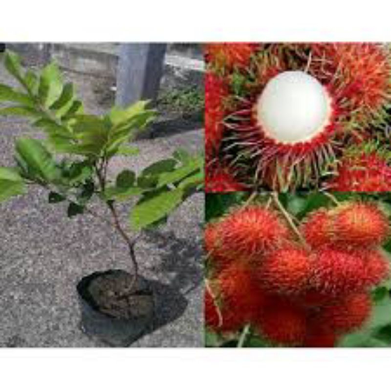 Rambutan Jarum Mas(Anak Pokok) | Shopee Malaysia