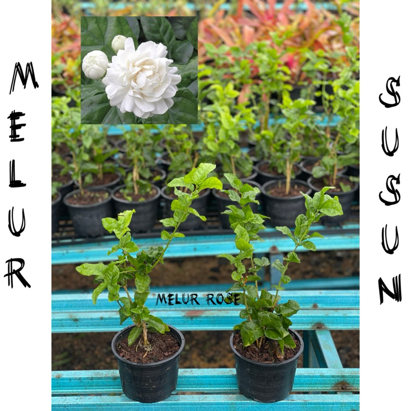 Pokok Bunga Melur susun harum wangi thai / pokok melur rose / jasmine ...