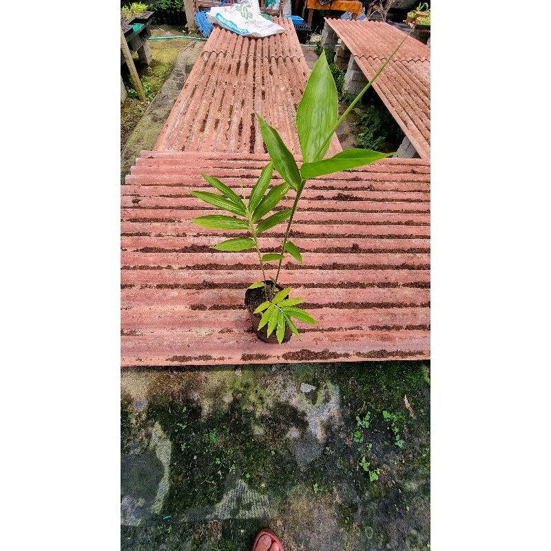 Buluh Betung SMACxxx | Shopee Malaysia