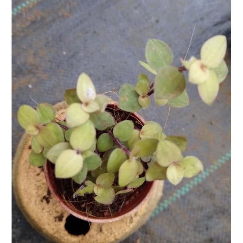 Callisia repens 'Gold' (Mini pot 5 cm) | Shopee Malaysia