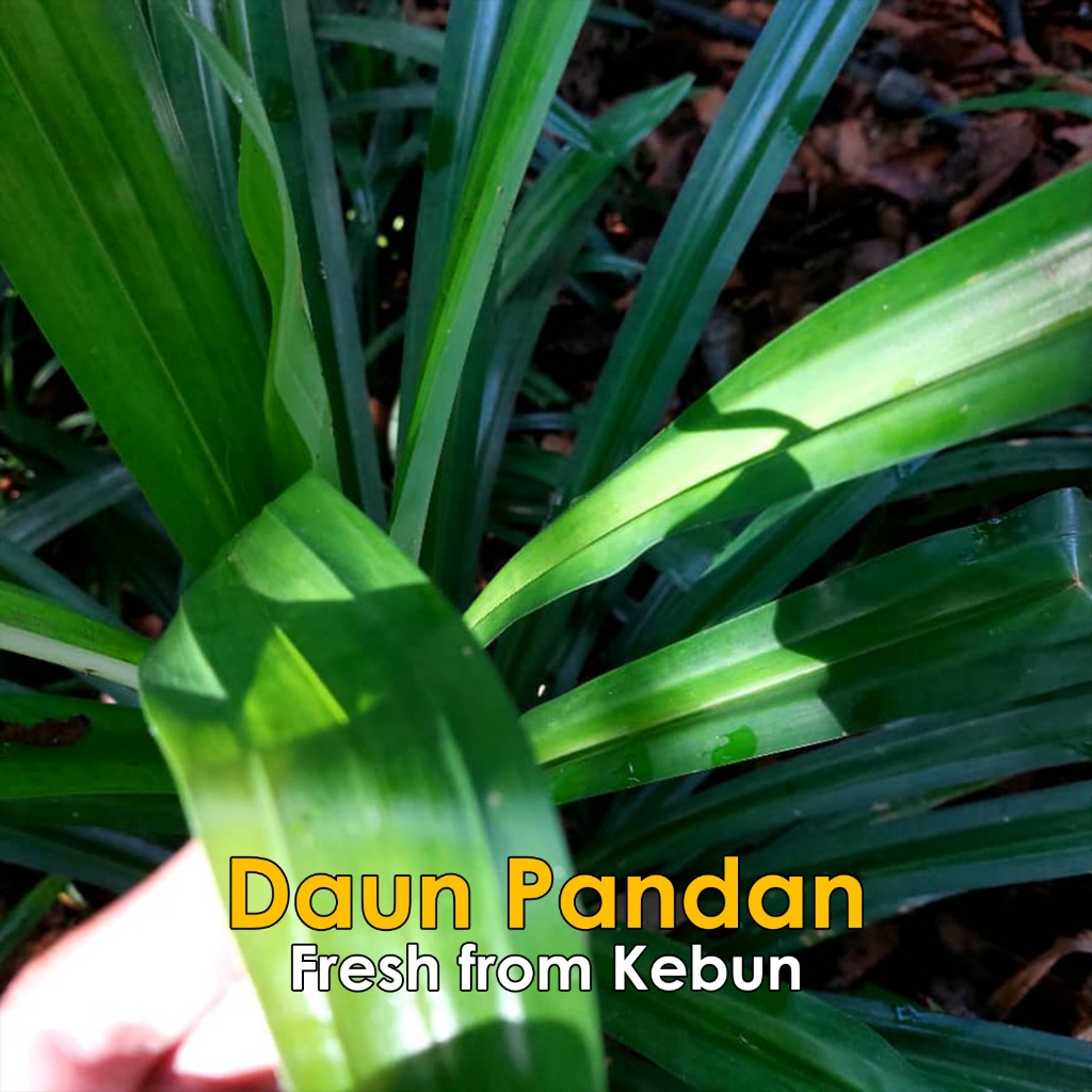 Daun Pandan Wangi/Anak Pokok Pandan/Pandan Leaf/Pandan Segar | Shopee ...