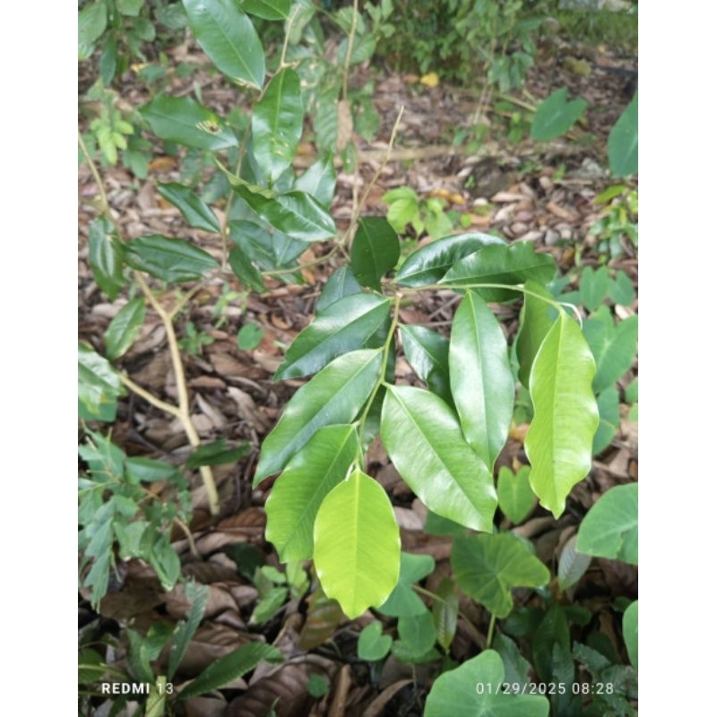 ANAK POKOK GAHARU Aquilaria Malacensis | Shopee Malaysia