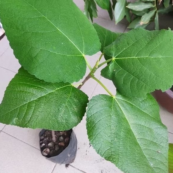 Anak Pokok Buah Tin / Iraqi Tin | Shopee Malaysia