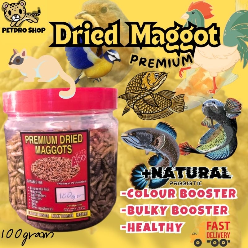 MAGGOT KERING / BSF LARVA /Premium Maggot 100gram (Balang/Bekas ...