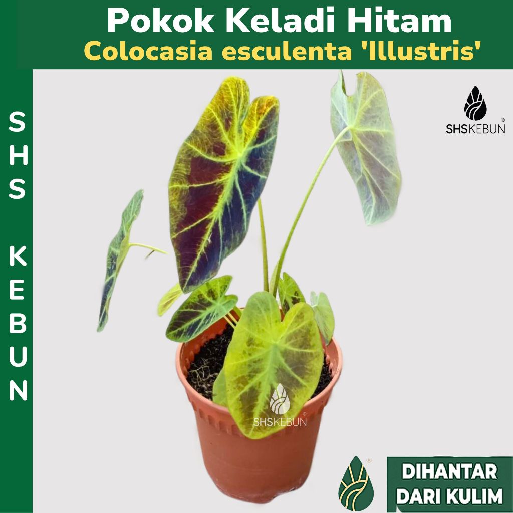 Pokok Keladi Hitam Colocasia Esculenta Illustris Taro Plant Pokok ...