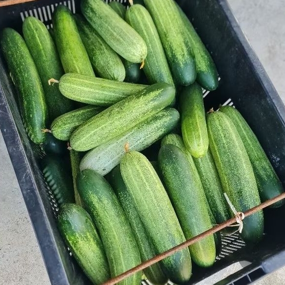 Timun Cucumber Fresh Segar Labu Air Segar | Shopee Malaysia