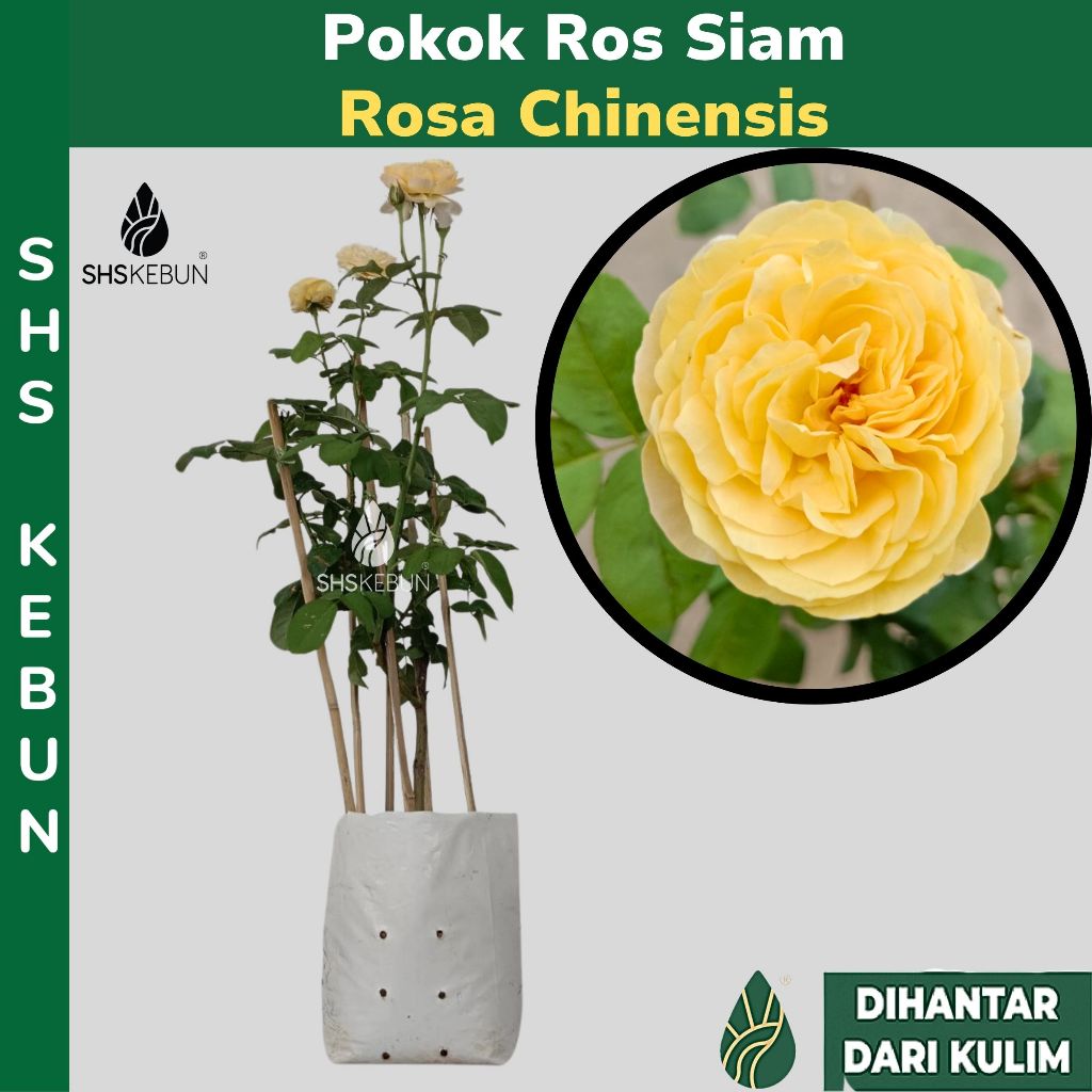 Pokok Bunga Ros Siam Harum Tahan Lasak Mixed Thai Rose Lowland Rose Live Plant SHS Kebun ...