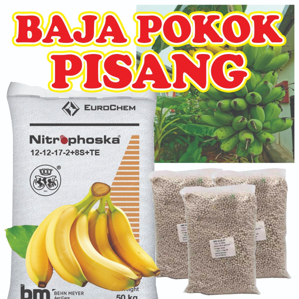 Baja Pokok Pisang Khas Cepat Berbunga Berbuah Pokok Tahan Lasak NPK 12 ...