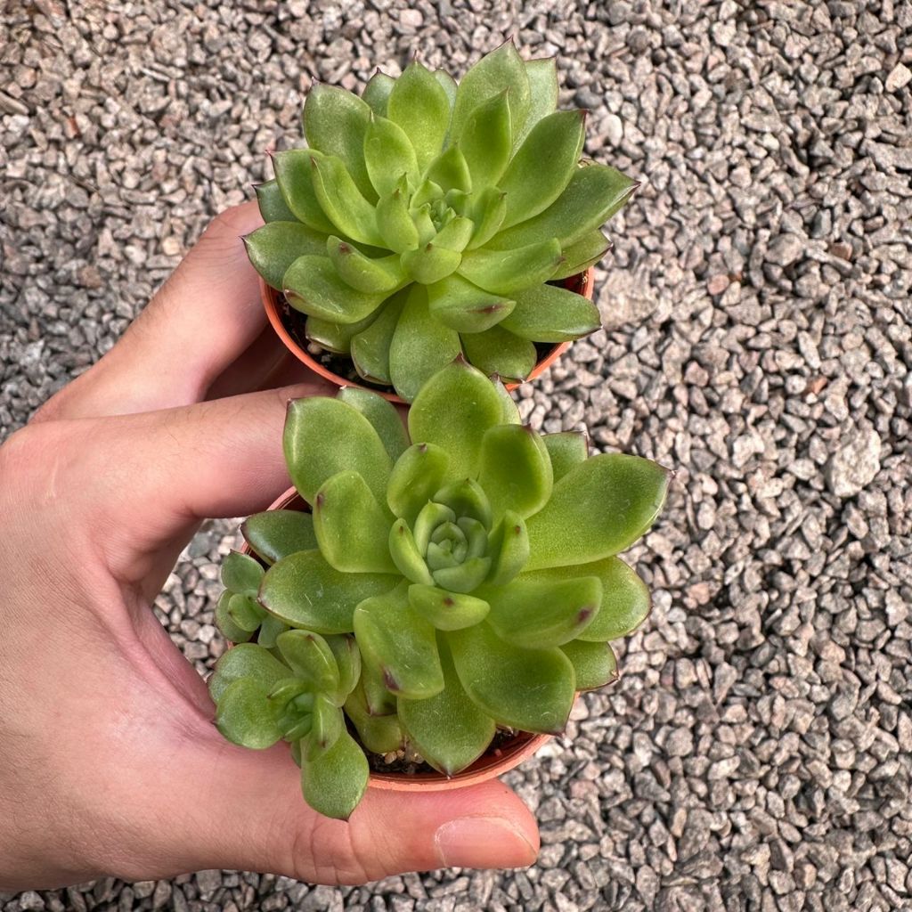 GPS Green Plant Society Live Succulent Echeveria Agavoides Lemaire 小东云多肉 P55 | Shopee Malaysia
