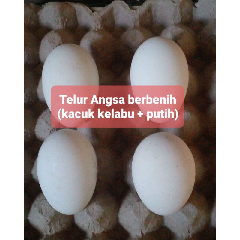 TELUR ANGSA (Kacuk Putih+Kelabu) | Shopee Malaysia