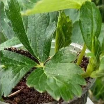 Anak Pokok Strawberry ( Fragaria X ananassa) Mudah hidup dan berhasil ...
