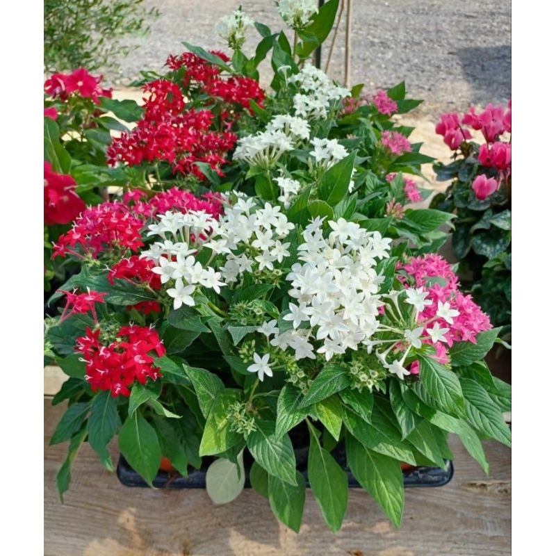 Bunga Pentas pelbagai warna | Shopee Malaysia