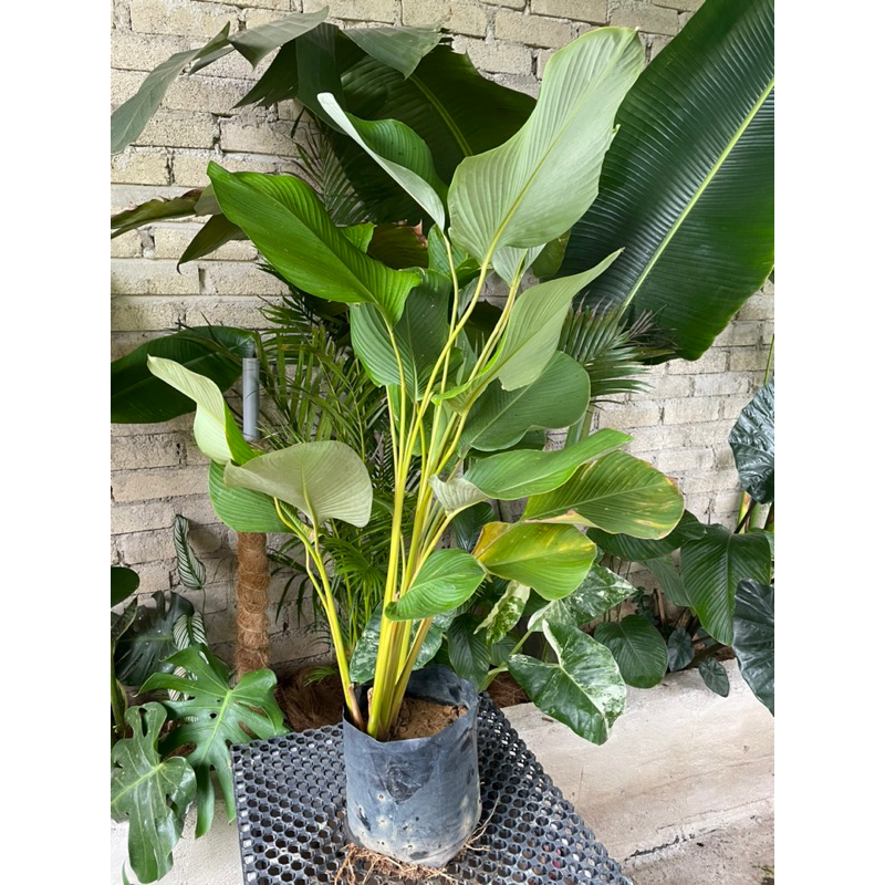 LFT-POKOK LANDSCAPE HIDUP / CALATHEA LUTEA / POKOK OUTDOOR / HABANA ...