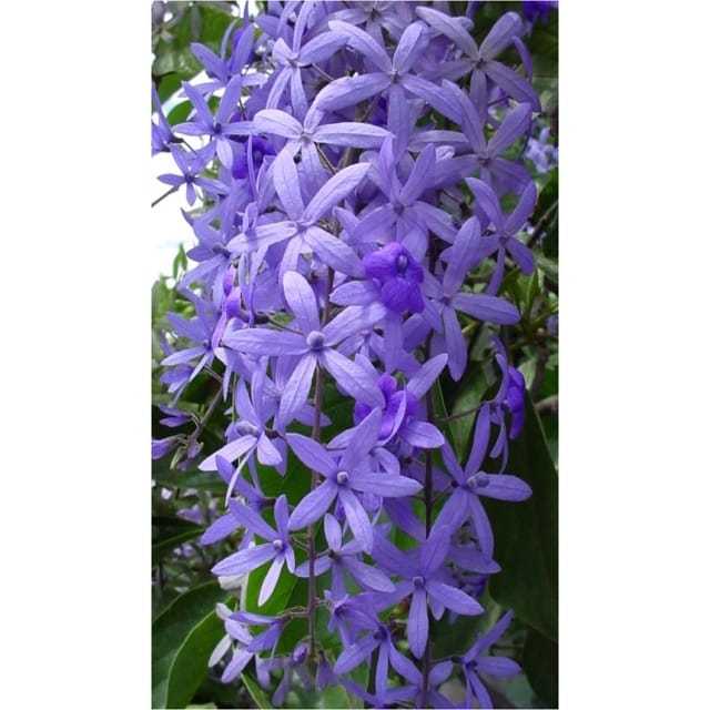 Pokok bunga sandpapervine purple, pkk stabil tinggi 50-60cm , jenis ...