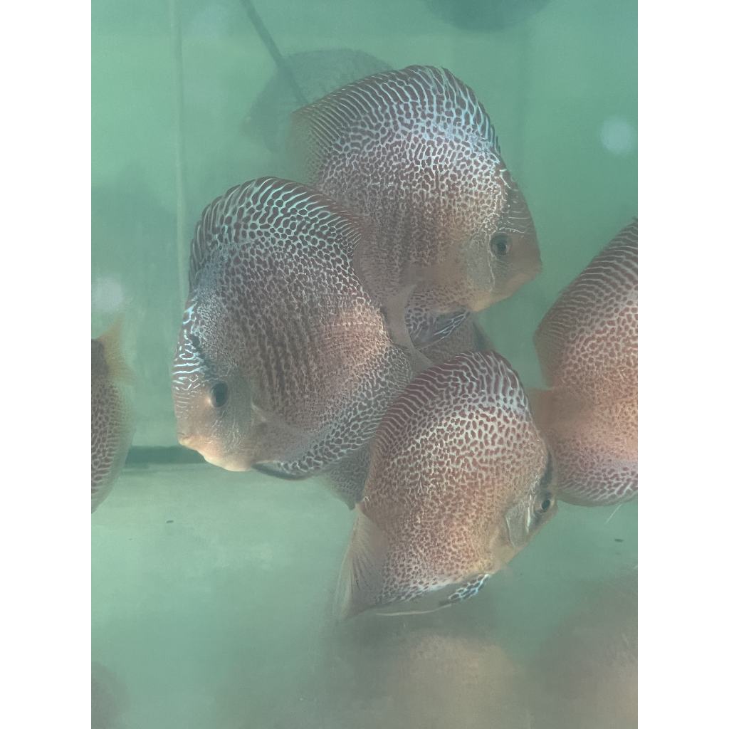 Palm-BSFL Premium Fish Food, Aquarium fish pellet, Makanan Ikan, Discus ...