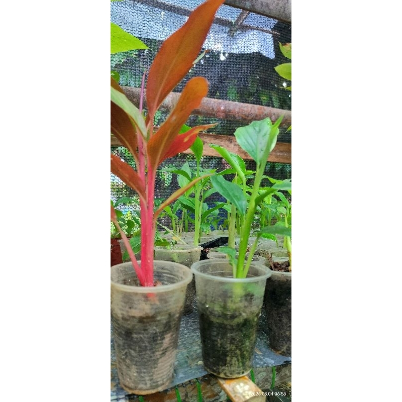 set kombo anak pokok kantan merah/putih/pink/tuhau 2cup in 1 | Shopee ...