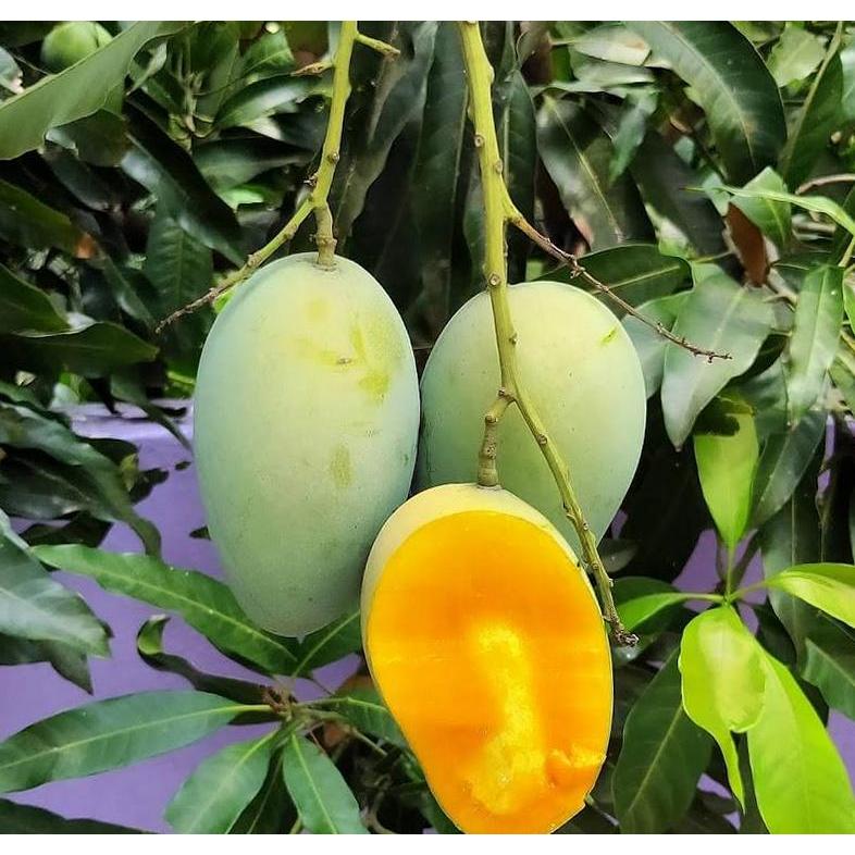 Anak pokok mangga harumanis grafted-RN Agro | Shopee Malaysia