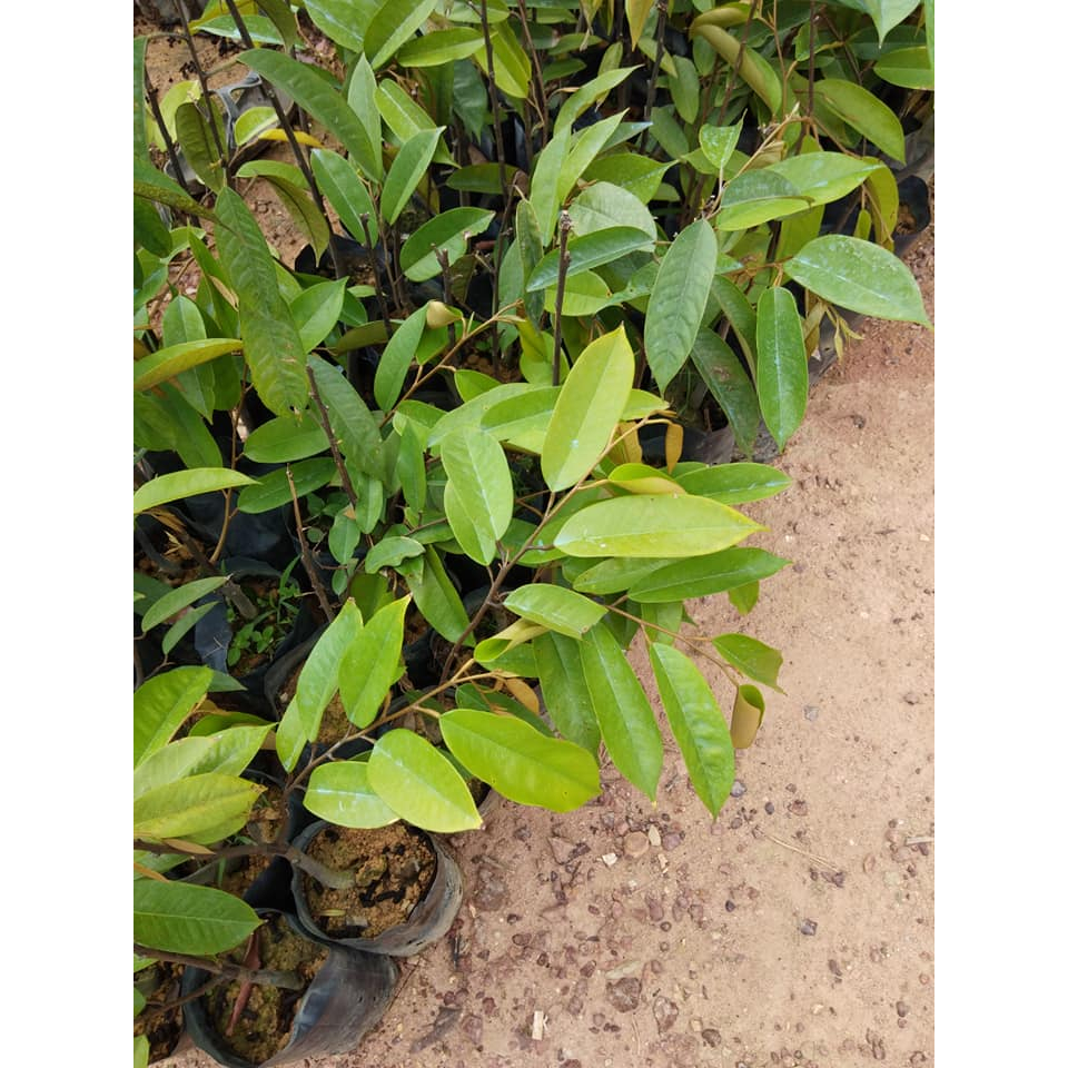 Anak pokok durian duri hitam-RN Agro | Shopee Malaysia