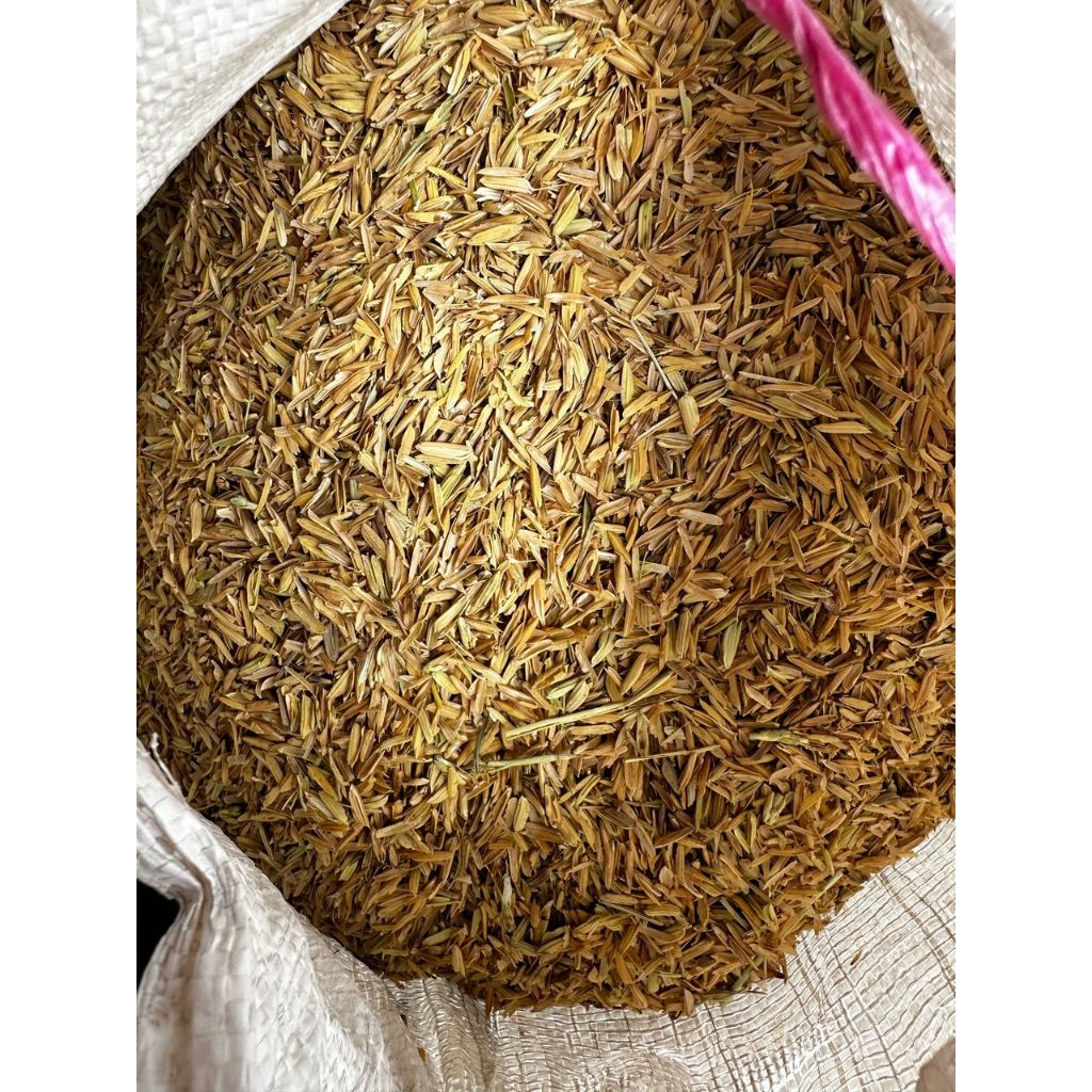 SEKAM PADI MENTAH 1 GUNI | Shopee Malaysia