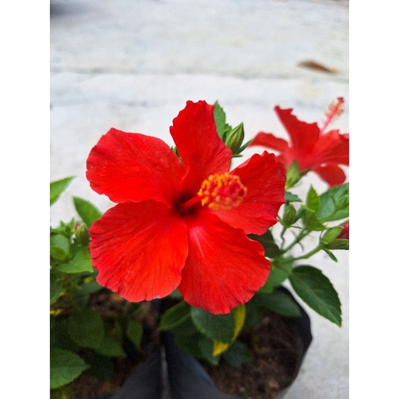 SNT / Pokok bunga raya / tahan panas / tahan lasak | Shopee Malaysia