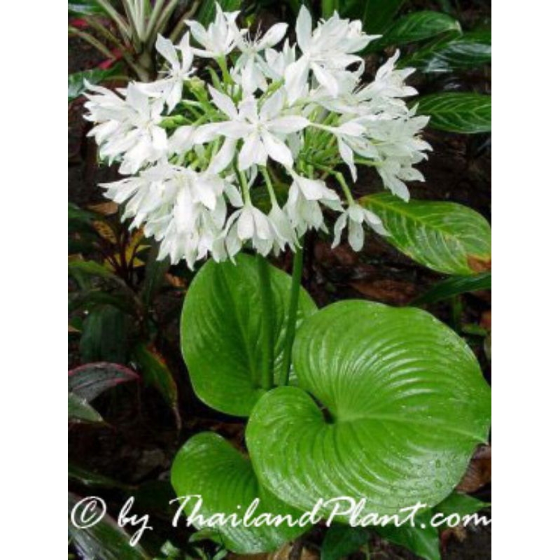 Cardwell LiLy /Proiphys amboinensis | Shopee Malaysia