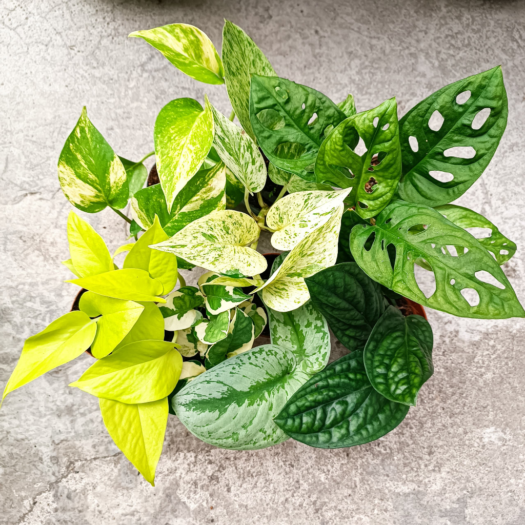 LUSHECO-Monstera/Scindapsus/Money Plant/Potho Indoor Plant P90 | Shopee ...