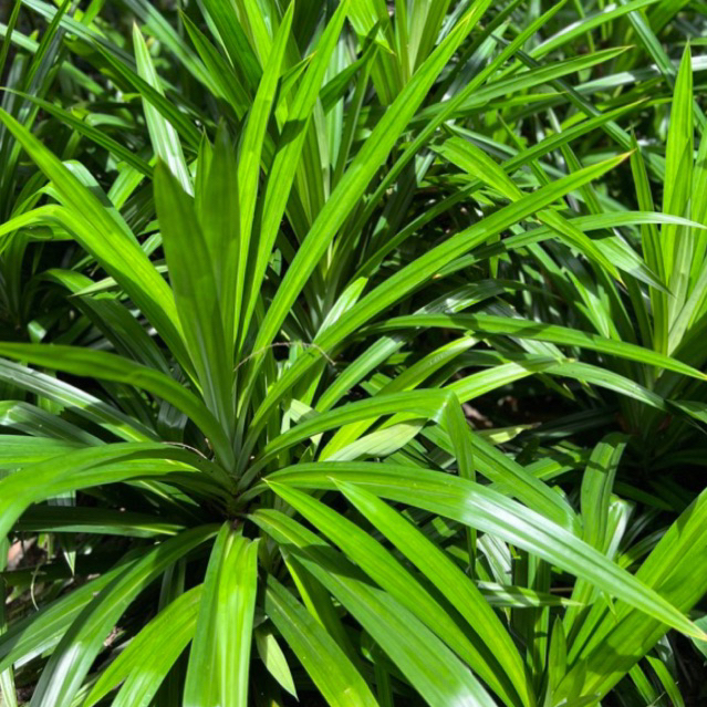 ORGANICONLY! [Daun Pandan Wangi] Pandanus Amaryllifolius FreshPick 100% ...